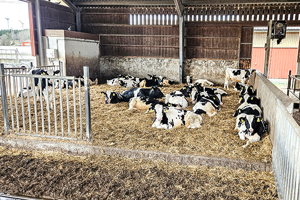 Mellangårdens Mjölk använder Thorsil TMR mot varmgång i fodret | Lantmännen Lantbruk & Maskin