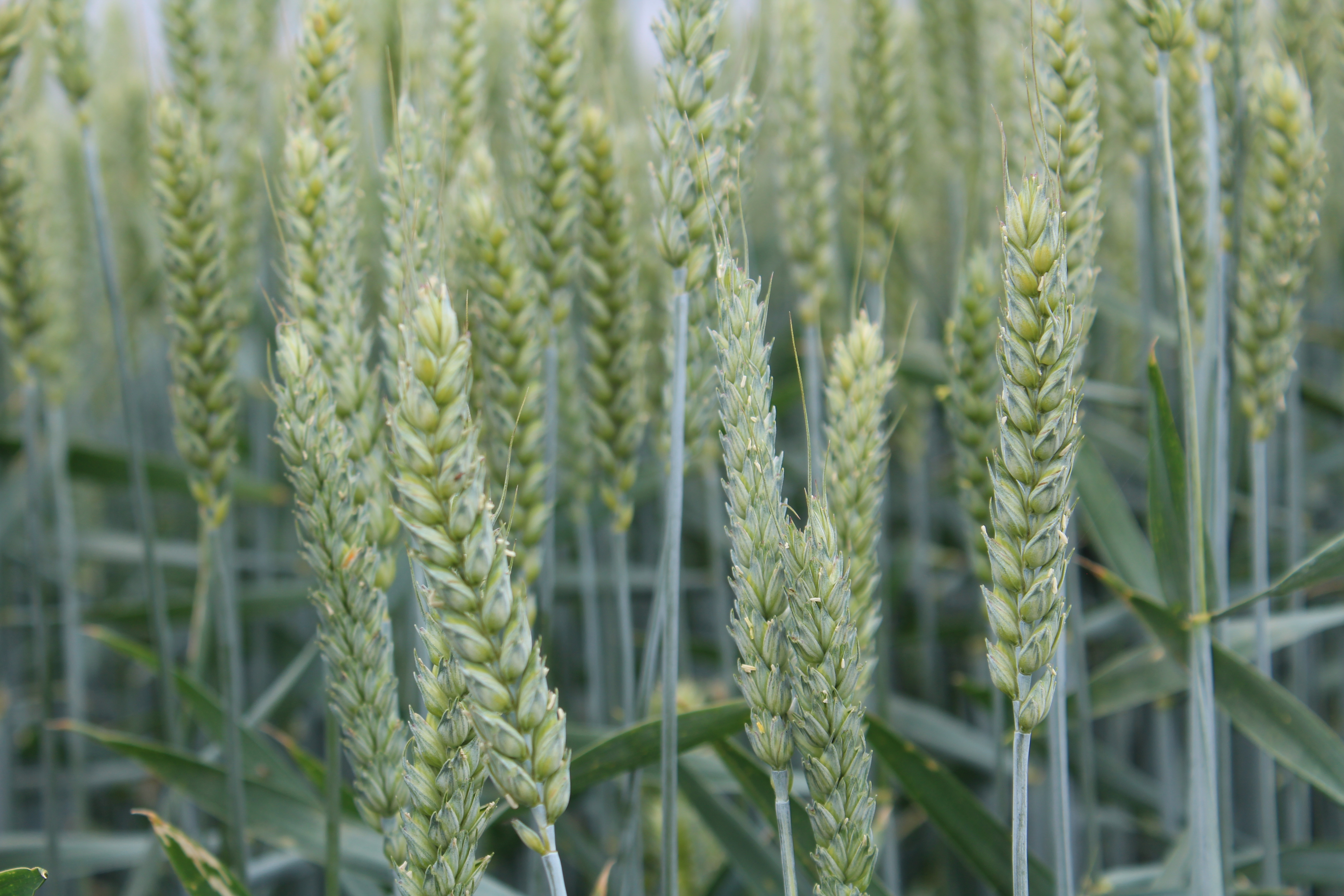 Höstvete Kask: stabil och robust